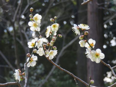 逆名🌈🕊️🏳️‍⚧️ On Twitter 春の夜の闇はあやなし梅の花色こそ見えね香やはかくるる 古今春上41凡河内躬恒