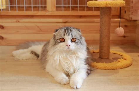 Portrait Of Cute Persian Scottish Fold Cat Looking Camera And Sitting