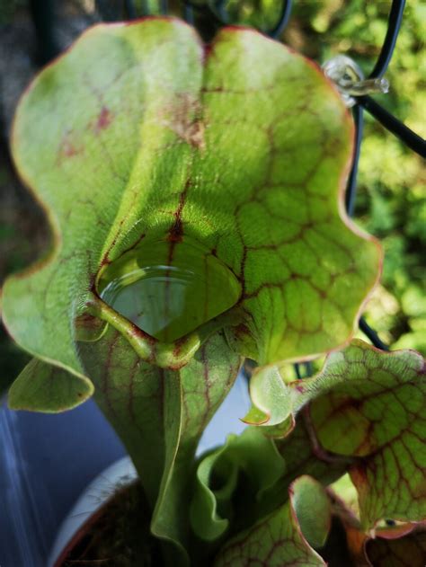 Phytotelmata Created In Sarracenia Purpurea L Download Scientific