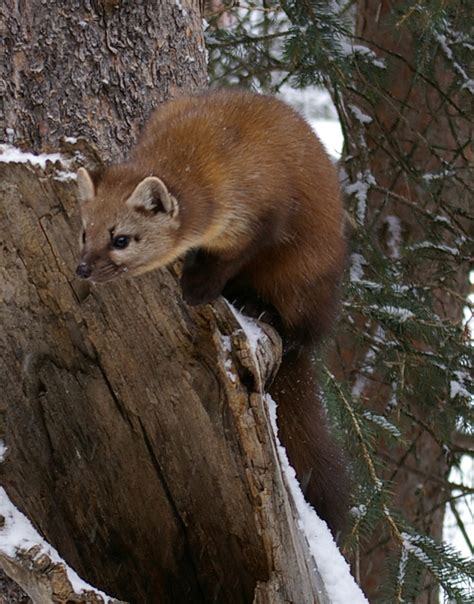 Supporting The Survival Of Marten In An Era Of Intensifying Fires