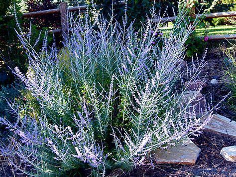 Russian Sage Grows Well At Our Mile High Altitude Here In Northern
