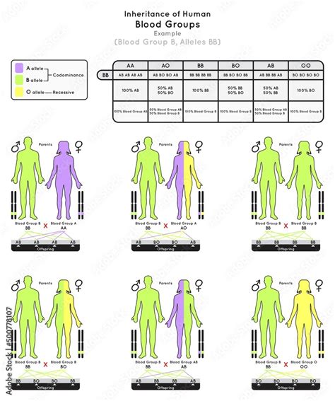 Vetor De Inheritance Of Human Blood Group B Infographic Diagram Example