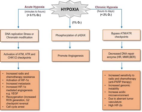 Schematic Of The Hypoxia Mediated Genetic Instability Cancer Cell