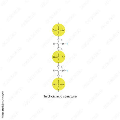 Diagram Of Teichoic Acid Segment Made Of Phosphate Glycerol And A Side Chain Schematic