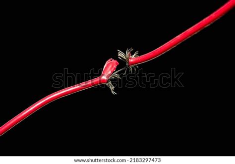 Faulty Defective Red Electric Wire On Stock Photo Shutterstock