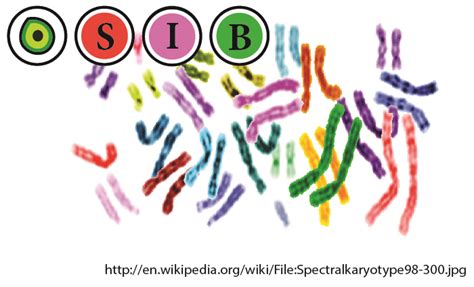 Genome Stability Study Phylo The Trading Card Game