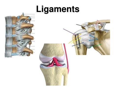 Arthrosyndesmology Ppt Download