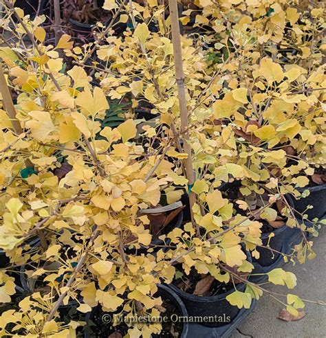 Ginkgo Biloba Munchkin Maplestone Ornamentals