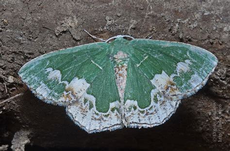 Photo 59628 Eucyclodes Difficta