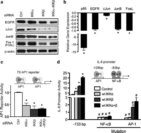 Knock Downs Of Ikks And Nf Kb Rela Subunits Modulated Egfr And Ap1 Download Scientific Diagram