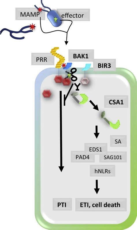 Cell Host Microbe 研究揭示诱导植物免疫途径实现协同效应的机制 知乎