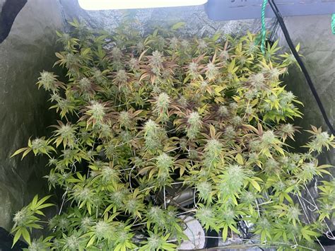 Estimate My Yield Rdwc