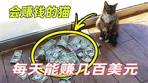 小猫不到30天狂赚几万，看了监控主人不淡定了，原来这是只招财猫腾讯新闻