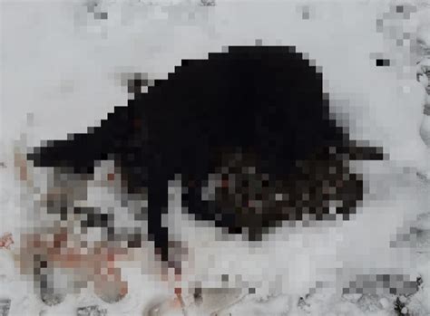 В Иванове жестоко убили двух собак Новости города Иваново и Ивановской области