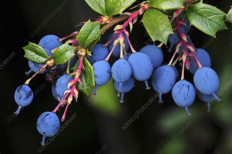 Darwins Barberry Berberis Darwinii Berries Stock Image C061 0332 Science Photo Library