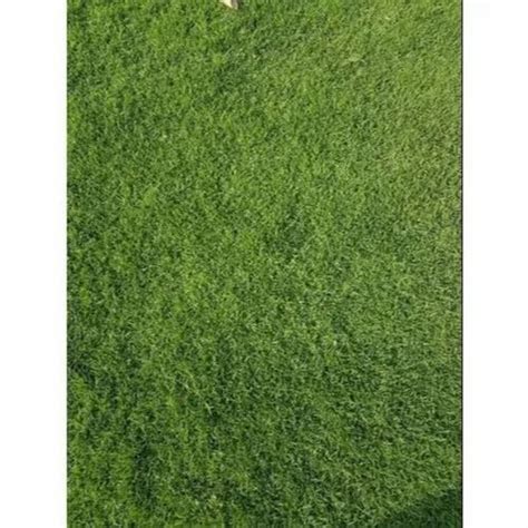 Green Rectangular 26mm Natural Mexican Lawn Grass At Rs 22sq Ft In