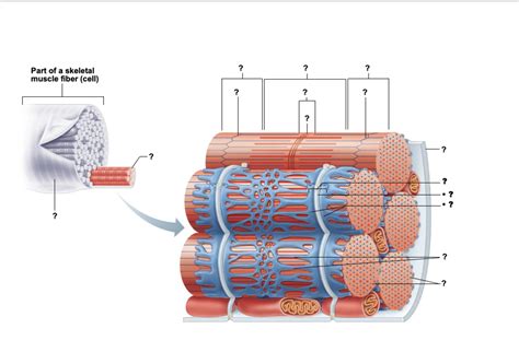 Relationship Of The Sarcoplasmic Reticulum And T Tubules To The
