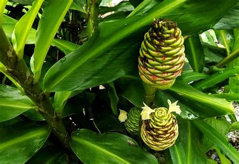 Shampoo Ginger Lily Care And Growing Guide Tips Plantly
