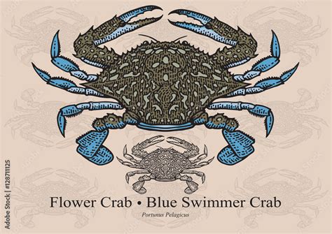 Flower Crab Blue Swimmer Crab Vector Illustration For Artwork In