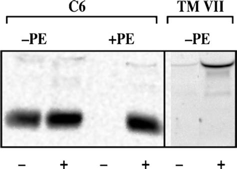 Figure 6 From Transmembrane Protein Topology Mapping By The Substituted