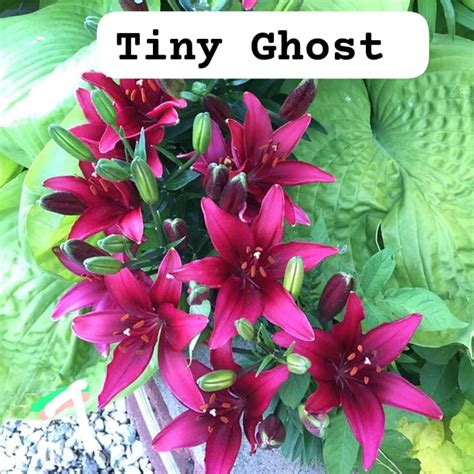 შროშანი Tiny Ghost ჯუჯა ამოიწურა Facebook