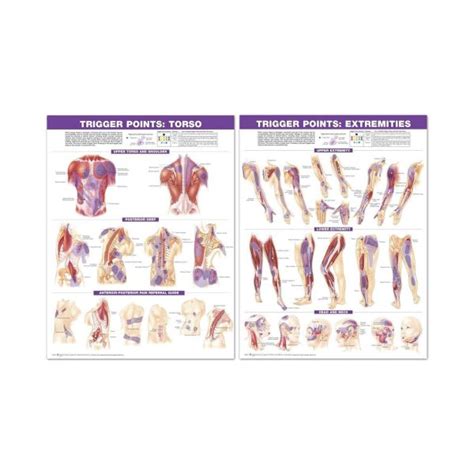 Trigger Points Chart Set Laminated Cmcc Bookstore