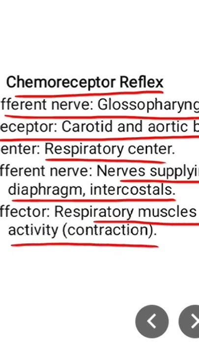 Chemoreceptor Reflex Youtube