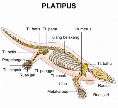 Anatomi Rangka Vertebrata Biologipedia