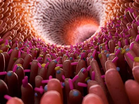 New Study Links Controversial Gut Organism To Reduced Body Fat