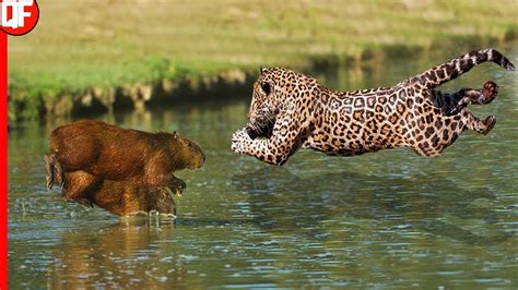 Isso Que Acontece Quando A On A Ataca A Capivara On A Ca Ando Youtube