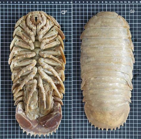 This Huge Deep Sea Isopod Is A Newly Discovered Species Leakshare