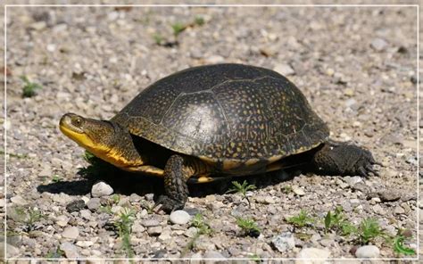 10 Types Of Turtles In Michigan With Pictures Reptile Jam