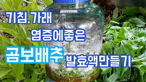 기관지 염증에 좋은 곰보배추 재배 다듬는 방법 발효액 만드는 과정입니다 천연감기약 Youtube