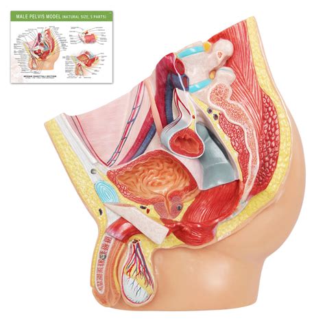 Premium Urinary And Reproductive System Model