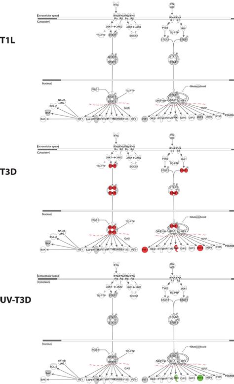 Significantly Affected Canonical Pathway “interferon Signaling” As Download Scientific Diagram