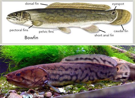 Bowfin Encyclopedia Of Arkansas