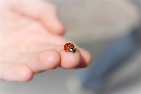 Ladybug Hand Free Photo On Pixabay Pixabay