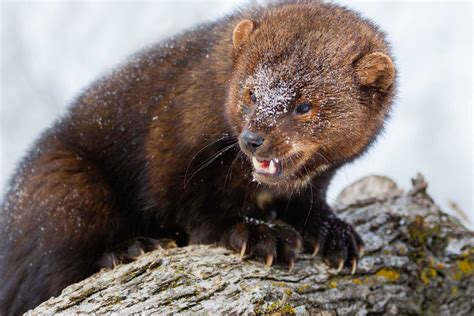 January Creature Feature Elusive Fishers More Likely To Be Spotted In