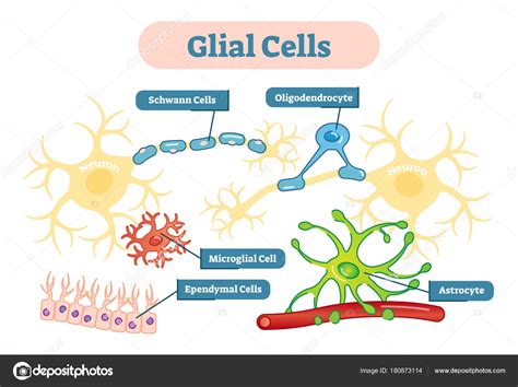 Nervous System Glial Cells Vector Illustration Schematic Diagram Stock