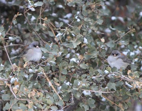 Nature Notes Junco Arizona Snowbirds Features