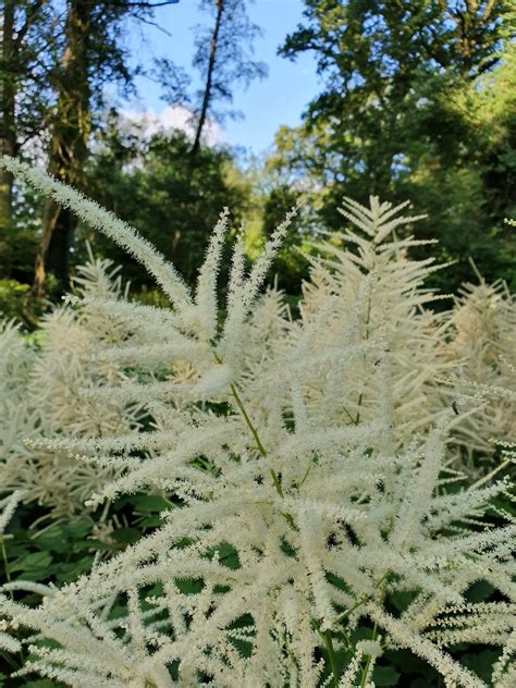 Aruncus Aruncus Dioicus The Beth Chatto Gardens