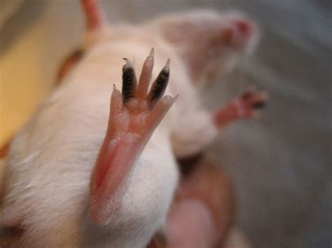 Mouse Feet