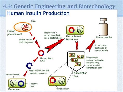 The Ultimate Guide To Genetic Engineering Ruby Answer Key Exposed