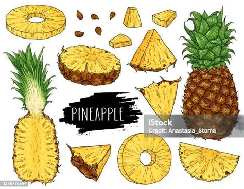 손으로 전체 파인애플 조각 반 및 라벨흰색 배경에 고립 된 씨앗의 자연 열대 세트 파인애플에 대한 스톡 벡터 아트 및 기타 이미지 파인애플 슬라이스 0명 Istock