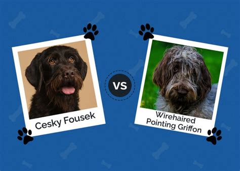Cesky Fousek Vs Wirehaired Pointing Griffon The Differences With