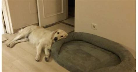 Pillow Album On Imgur
