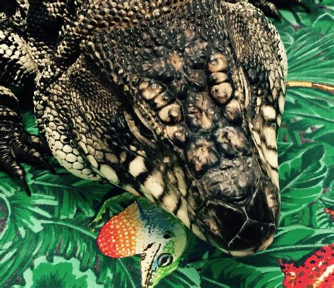 Hire Herps Alive The Interactive Reptile And Amphibian Reptile Show