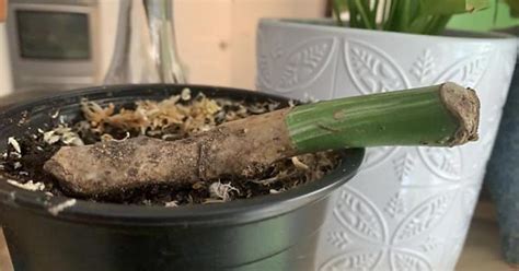 Monstera Root Album On Imgur