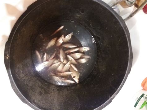 Roach Cought At 02252017 Information About The Catch