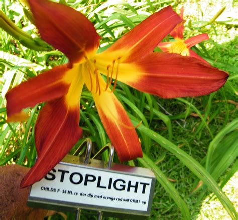 Stoplight Qb Daylily Gardens